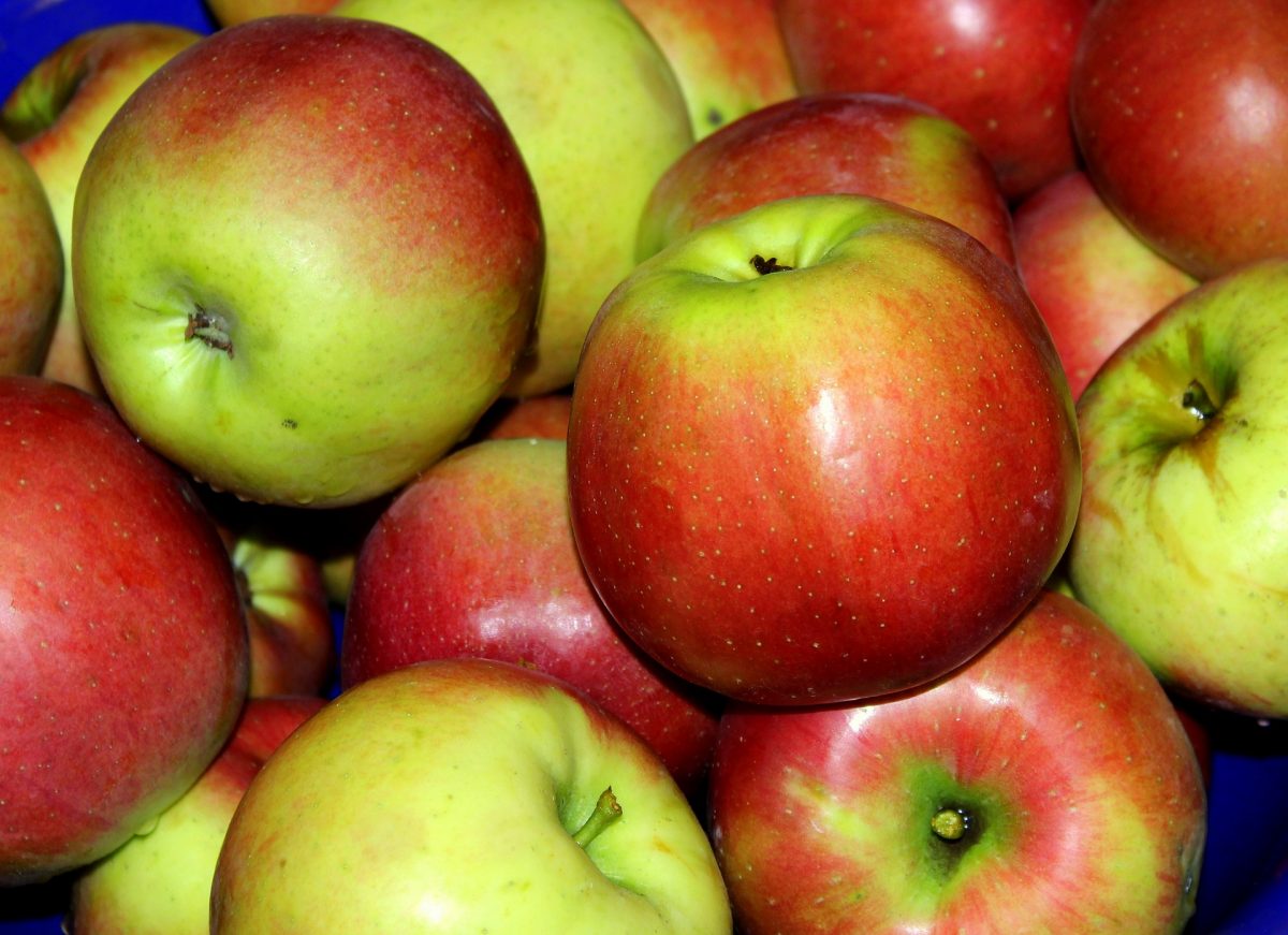 BC Apples | Fersters Fundraising